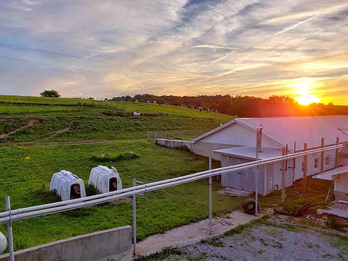 Sunset over the farm creates postcard-worthy views that make you forget you're technically still working on cheese production here.