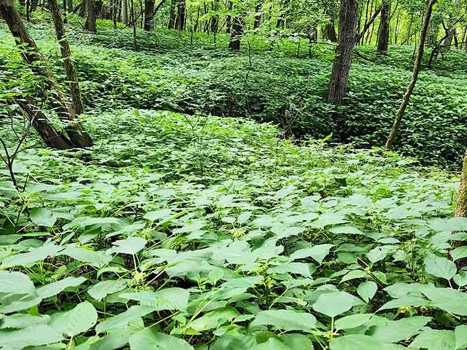 The forest floor carpeted in lush greenery, thriving in the shade of protective hardwood trees overhead.