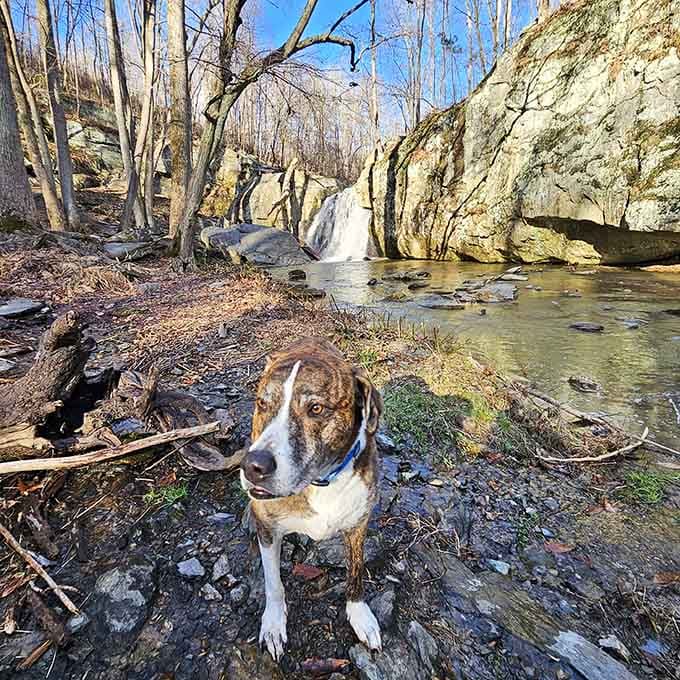 Even four-legged hikers appreciate the scenic beauty here, though this pup seems more interested in treats than views.