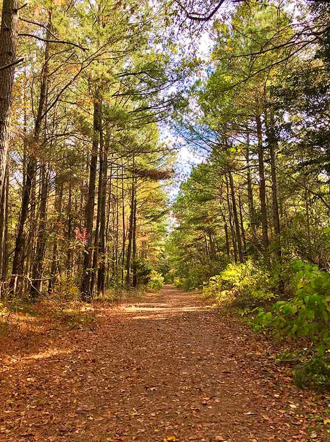 Forest trails dappled with autumn light invite leisurely walks that clear your head better than therapy.