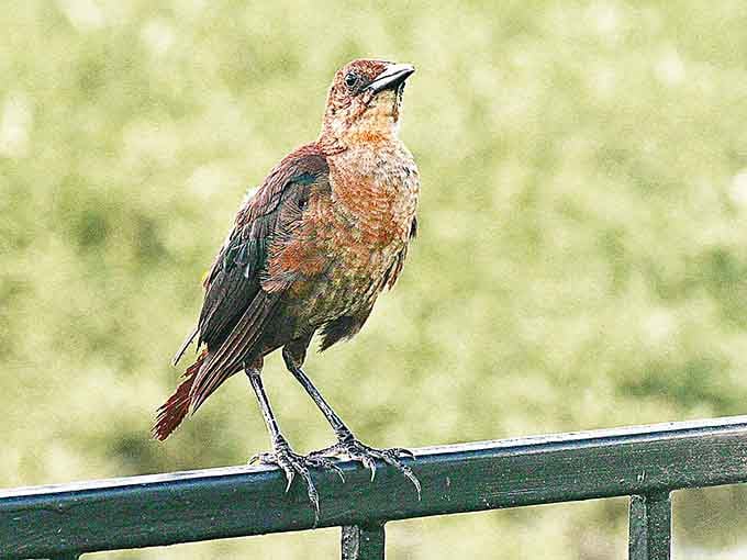 This Boat-tailed Grackle is judging your fishing technique and probably has some opinions about your bait choice too.