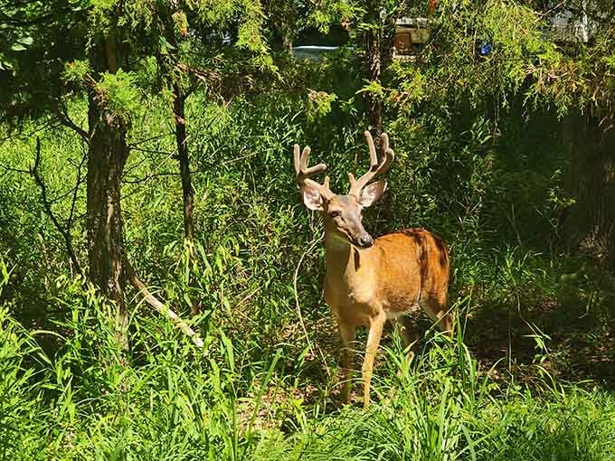 Local wildlife casually strolling through like they own the place, which technically they kind of do.