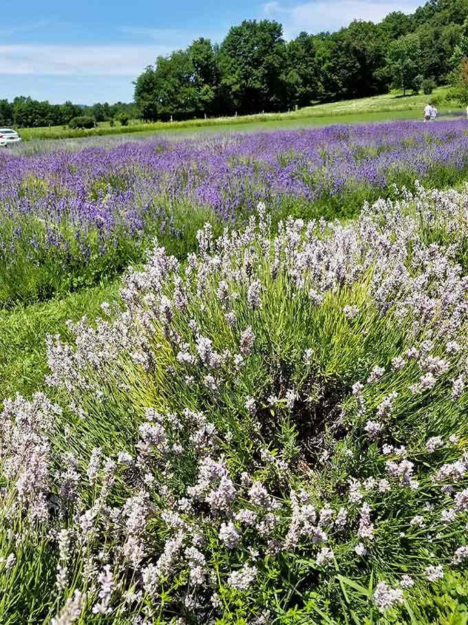 White lavender varieties add unexpected contrast, because even purple fields appreciate a little diversity in their lineup.