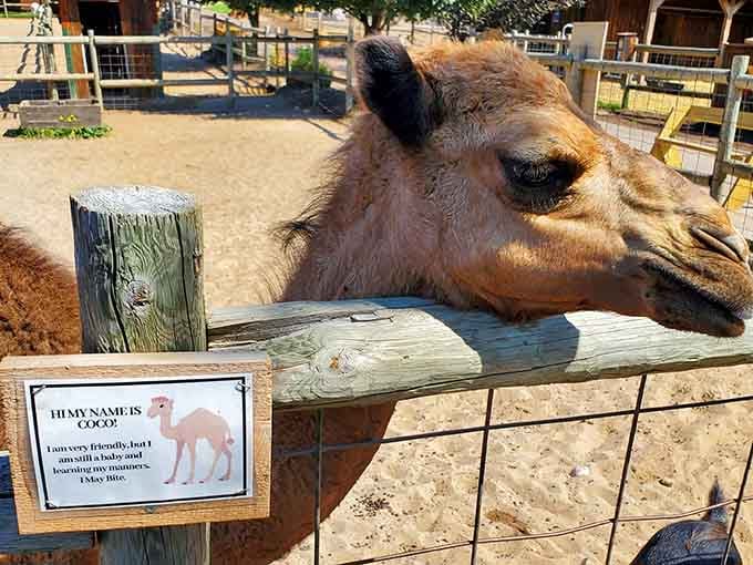 Meet Coco, the baby camel who's friendly, still learning manners, and absolutely stealing hearts left and right every single day.