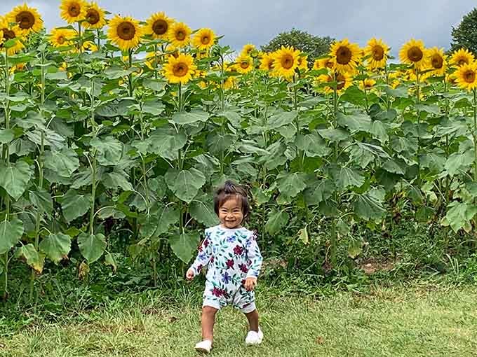 Pure joy captured in one frame: a child, sunshine, and flowers taller than most adults combined perfectly.