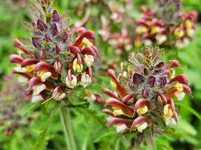 Wood Betony blooms in burgundy and cream, adding splashes of color that make botanists and casual hikers equally happy.