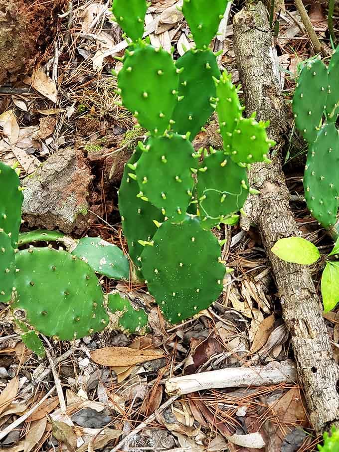 Prickly pear cactus thriving in Florida proves that even desert plants appreciate a good humidity vacation.