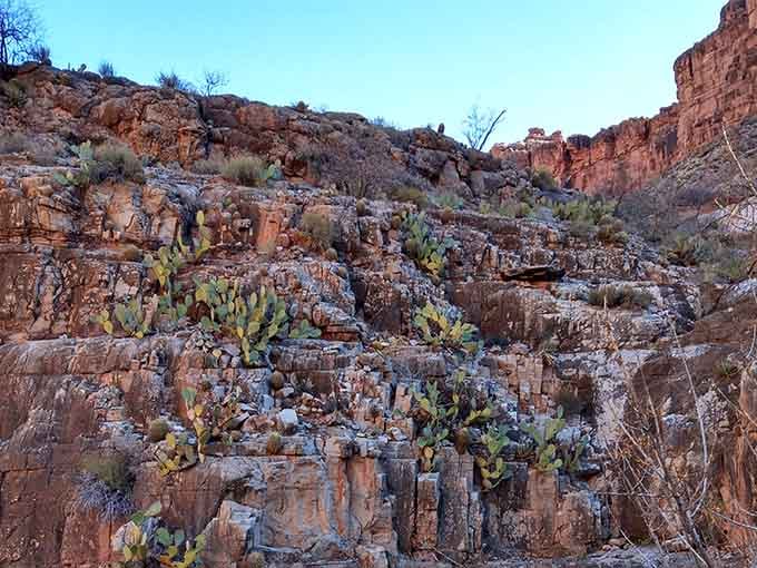 Desert cacti clinging to canyon walls remind you this oasis exists in one of Arizona's most unlikely locations.