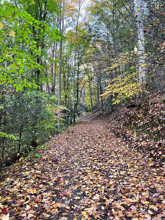 Fall leaves carpet the trail in nature's confetti, celebrating your commitment to this backcountry adventure properly.