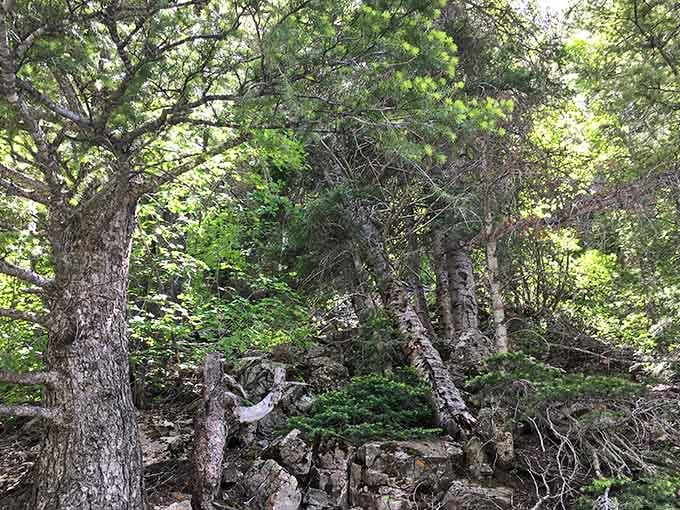 The forest around Lizard Lake creates a natural cathedral that puts most man-made structures to shame, honestly.