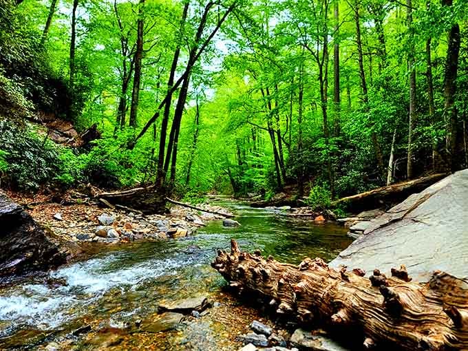 The peaceful forest stream setting that makes you forget the modern world exists just minutes away.