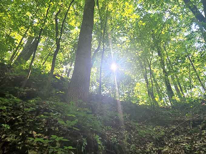Golden hour transforms the forest into something from a fairy tale, minus the talking animals unfortunately.