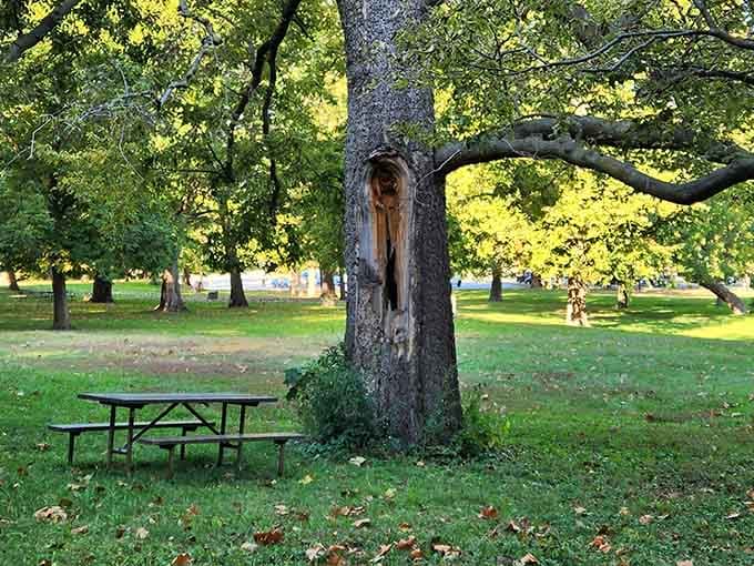 A picnic table under a character-filled tree, because even outdoor furniture deserves a room with a view.