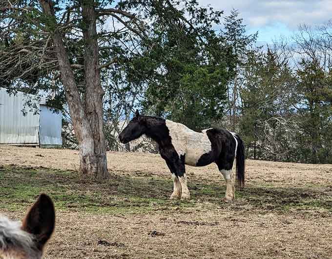 Even the horses at Lower Sherwood Farm add to the authentic countryside charm of this place.