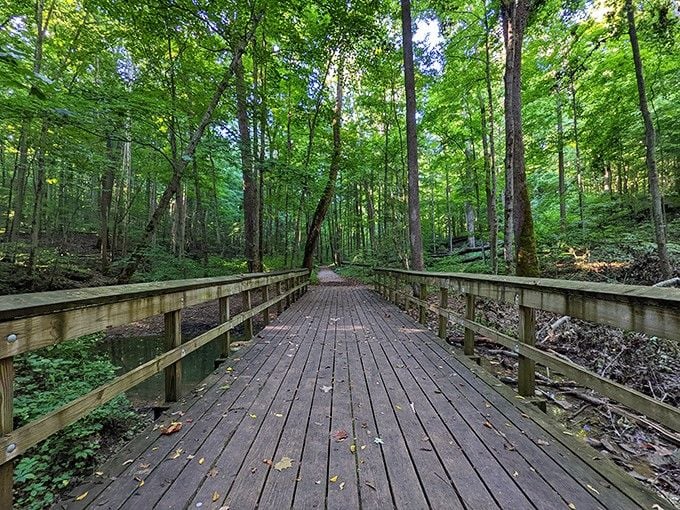 A boardwalk that proves you can explore nature without sacrificing your good shoes to the mud gods.