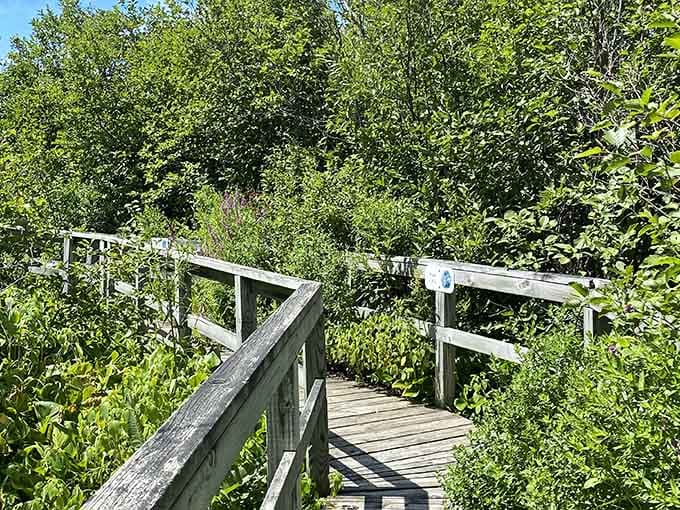 Sturdy railings guide you safely through the wetland, where every turn reveals another photographic opportunity waiting.