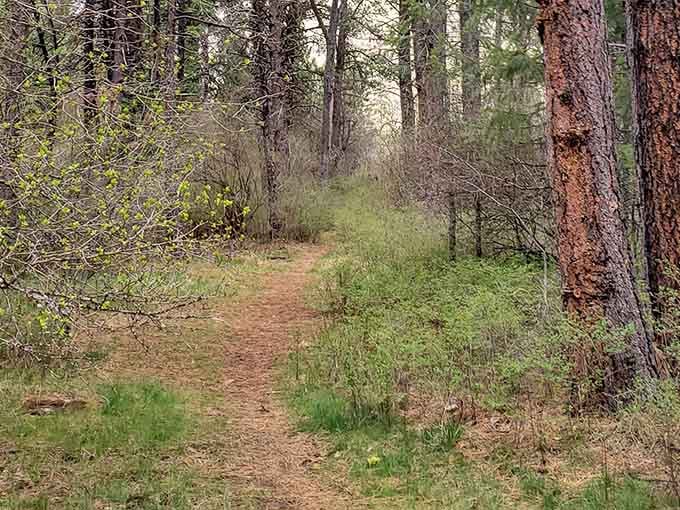 Forest trails wind through trees that have witnessed more sunrises than you'll ever count, and they're not telling secrets.
