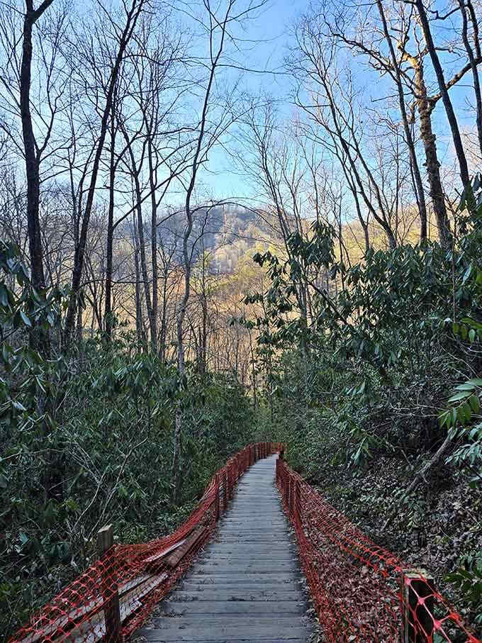 Mountain views peek through bare branches, reminding you that the Smokies earned their reputation for good reason and better scenery.