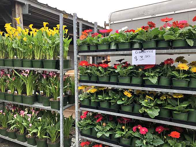 Bright blooms bringing spring vibes year-round, proving that happiness can be purchased for less than your morning coffee.