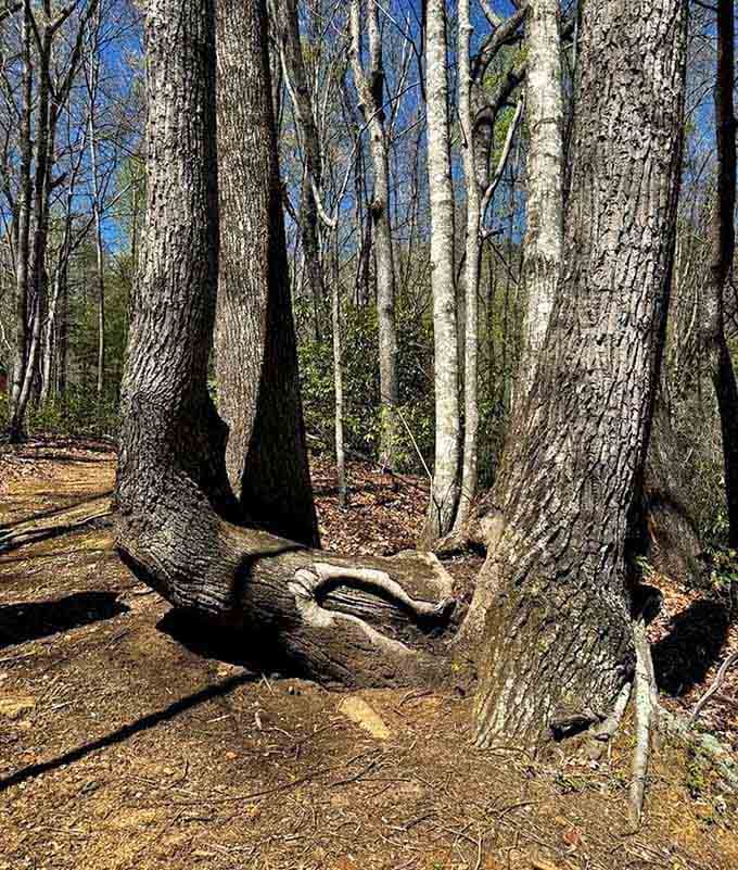This marker tree's unusual shape tells a story older than anyone's great-great-grandparents can remember.