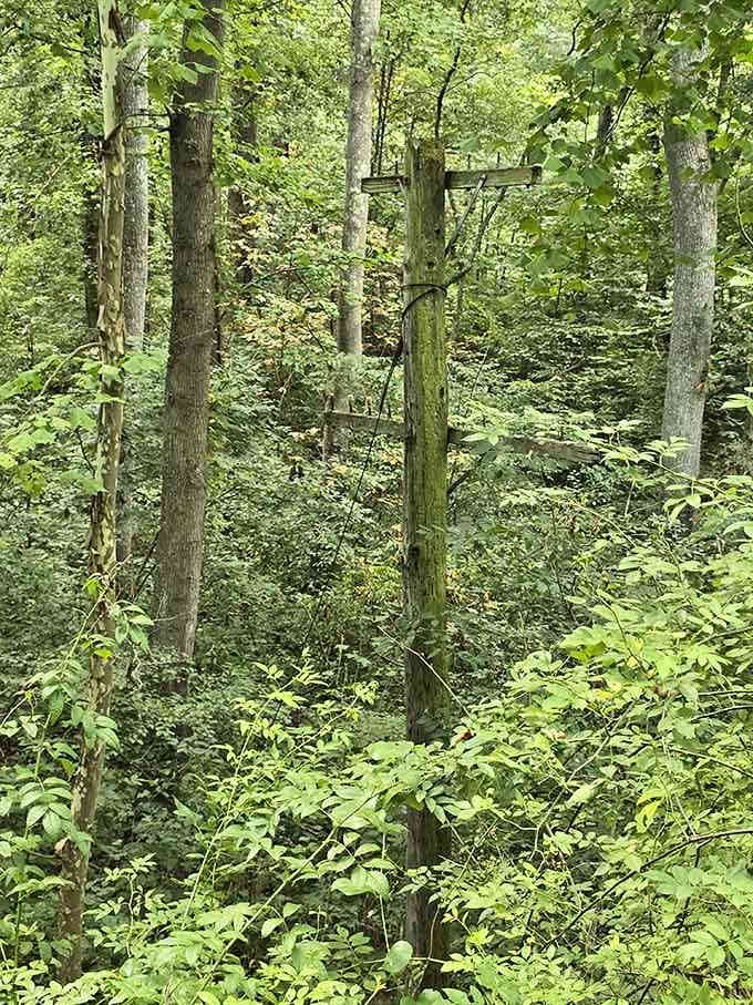 Old telegraph poles still stand in the forest, silent witnesses to the town's rise, fall, and complete disappearance.