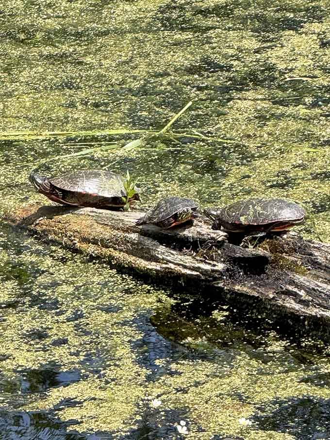 Three turtles sunbathing like retirees in Florida, living their best life one warm rock at a time.
