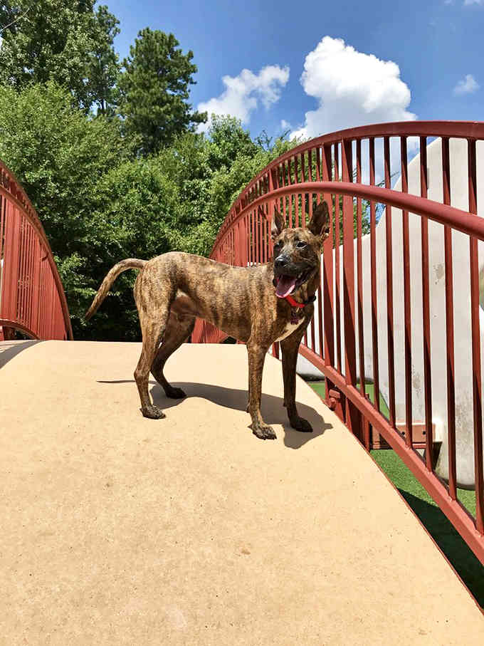 One proud pup conquering the bridge like Rocky running those Philadelphia steps, but with more tail wagging involved.