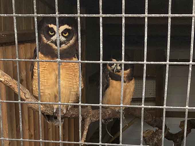 Those owl eyes see straight into your soul, probably wondering why you're taking so many photos already.