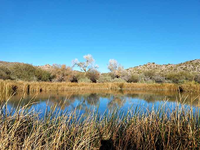 Finding a pond in the desert feels like discovering ice cream in your freezer when you thought you'd run out.