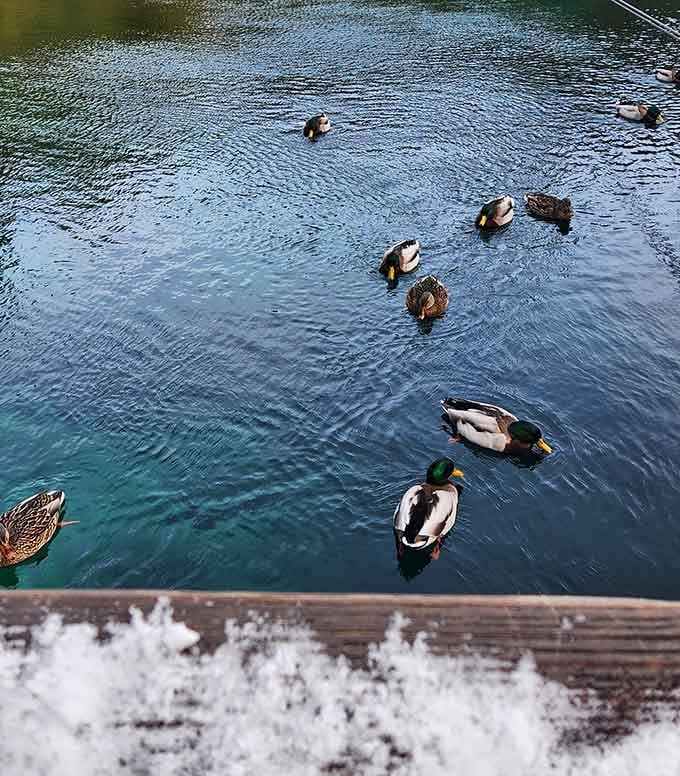 Ducks paddle across impossibly clear water, seemingly floating in mid-air above the visible spring bottom.