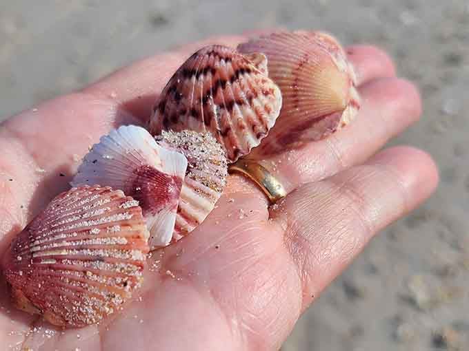 Colorful shells collected at Playalinda become treasured souvenirs that actually mean something when you get home.