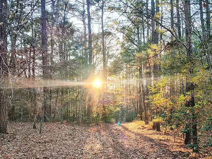 Sunset transforms ordinary trails into golden pathways that look straight out of a fantasy novel.