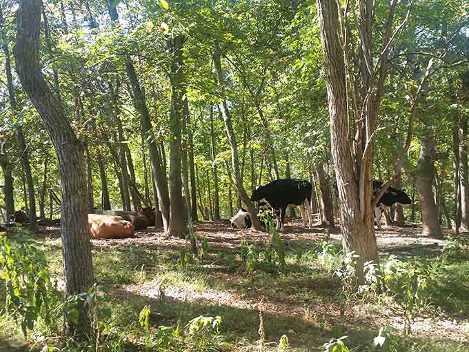Even the wooded areas provide peaceful retreats where turkeys and other residents can roam and explore freely.