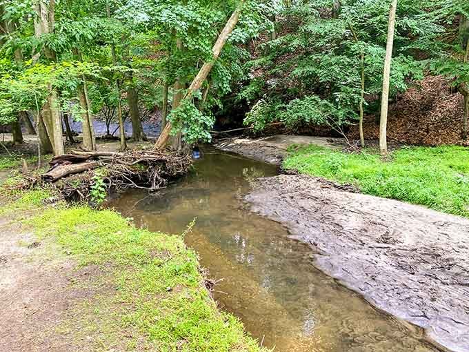 Poricy Brook meanders through the park, constantly revealing new fossil deposits with each rainfall and seasonal change throughout the year.