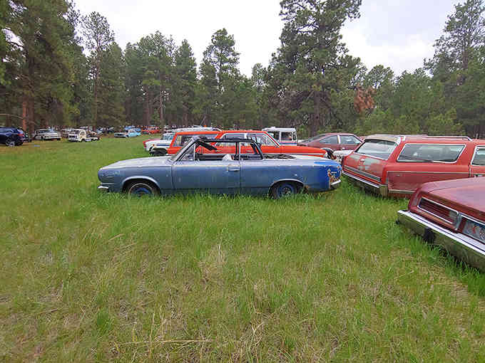 The outdoor salvage yard where classic cars rest peacefully, waiting for their second chance at glory days.