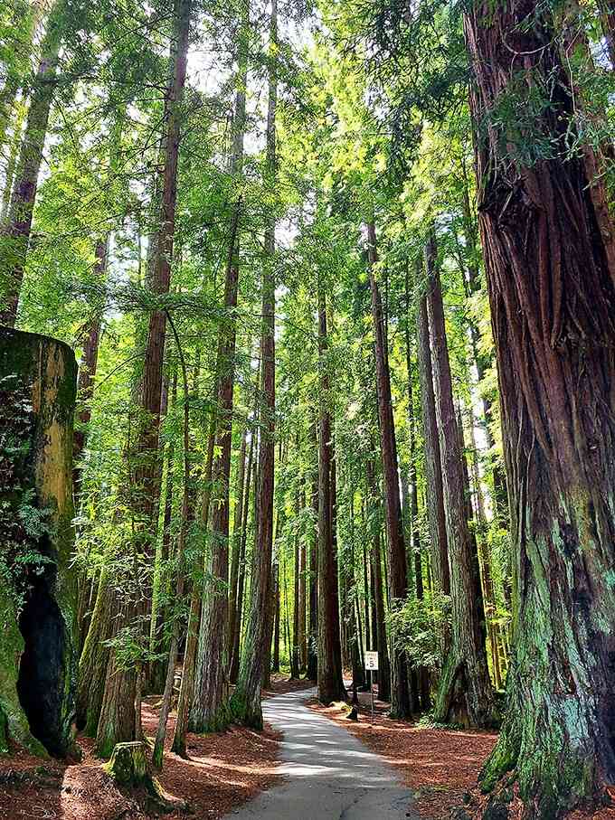 Paths through old-growth redwoods that make you feel appropriately small in the best possible way.