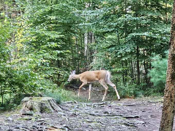 Deer sightings are so common here that you'll start feeling like Snow White without the singing requirement.