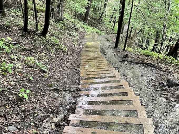 Wooden walkways guide you through muddy sections, keeping your sneakers clean while you explore nature's wonders.
