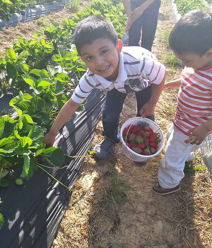 Pure joy captured mid-harvest, proving that picking your own food beats any video game hands down.