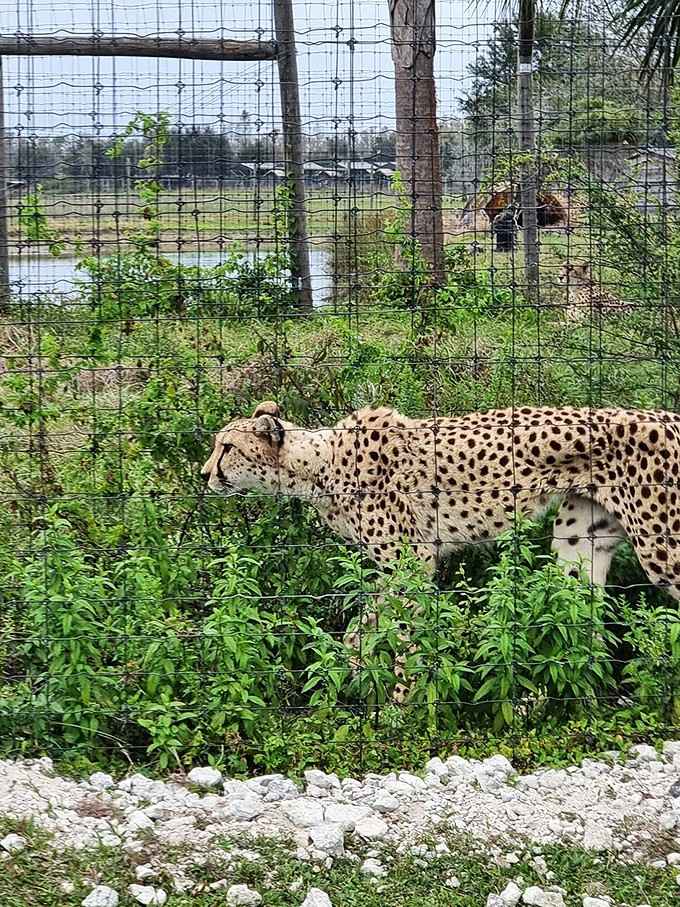 Sleek, spotted, and absolutely stunning, cheetahs remind us that speed and beauty often travel together in nature.