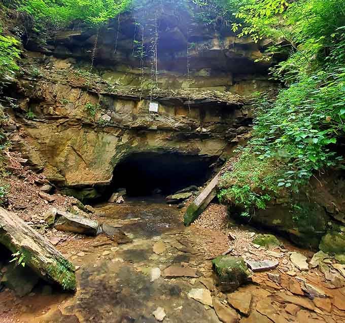 Saunders Springs Cave waiting quietly in the hillside, holding secrets older than your great-great-grandparents.