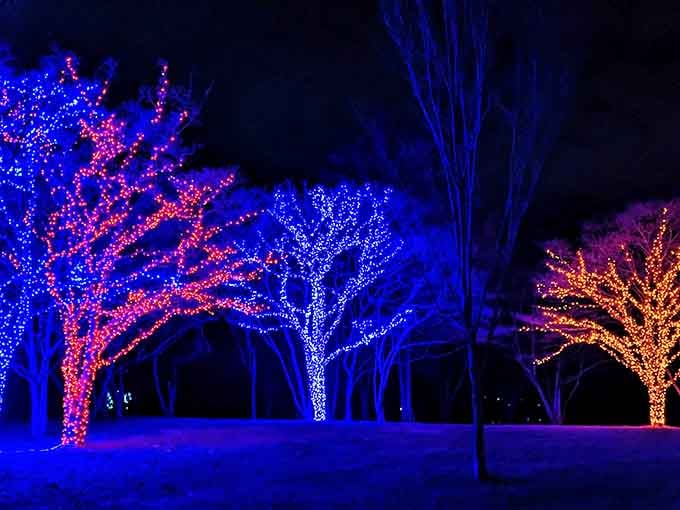 These illuminated trees glow in colors that Mother Nature never quite managed, but she's probably not jealous.