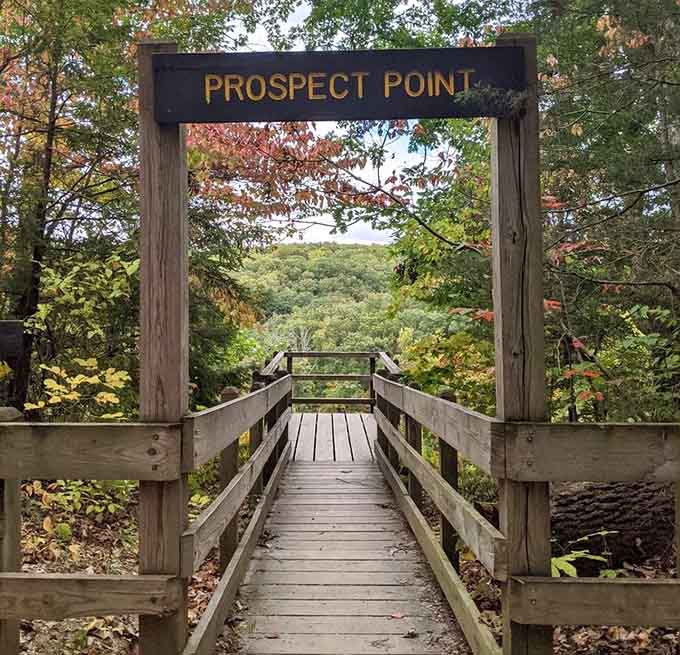 Prospect Point frames the forest like a postcard, except this view comes with fresh air and zero postage required.