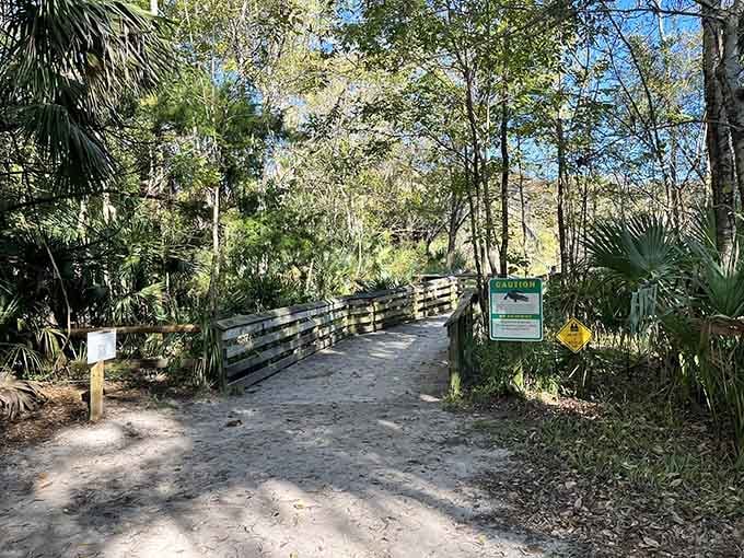 Boardwalks keep your feet dry while giving you front-row seats to the wetland ecosystem's daily show.
