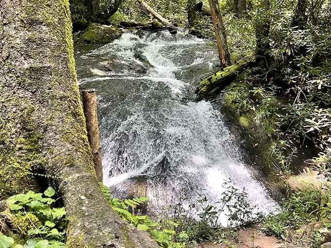 Mountain streams rush with the kind of clarity and purpose that makes you rethink your bottled water habit.