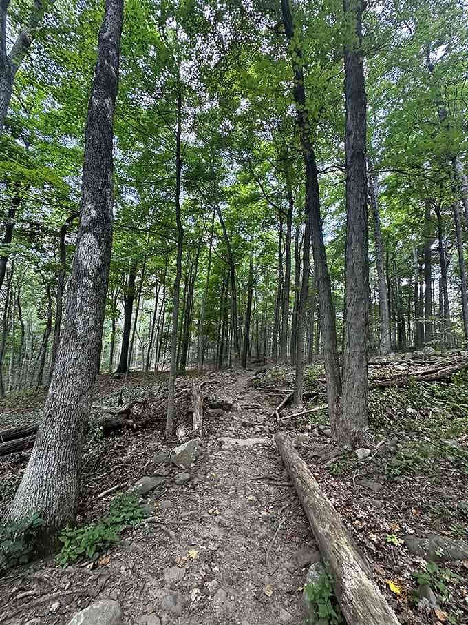 Forest trails wind through towering trees, offering paths that range from easy strolls to legitimate cardio workouts for adventurers.