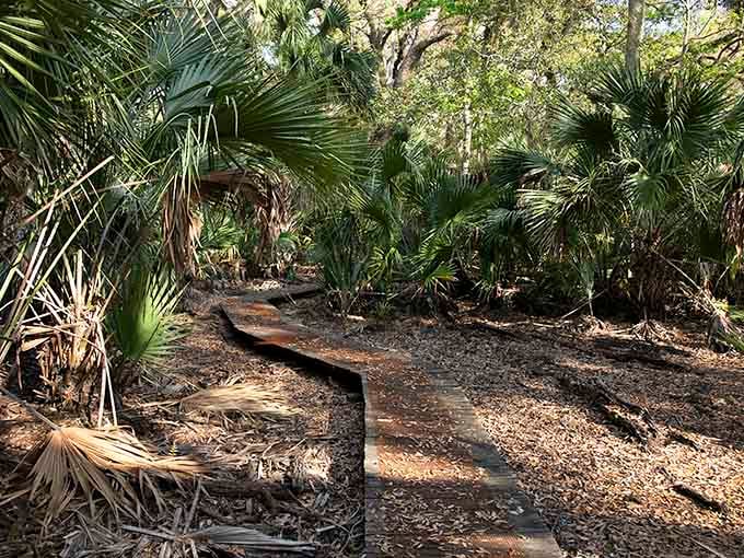Weathered boardwalks guide you through swampy sections, keeping your feet dry while your imagination runs wild.