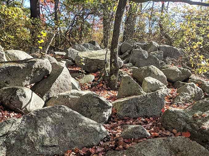 New England's signature glacial boulders scattered like nature's own abstract sculpture garden through the forest floor.