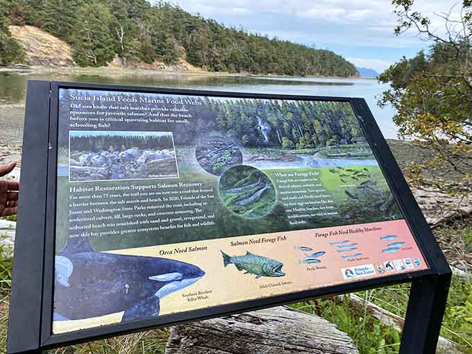 Educational markers teach you about marine ecosystems while you pretend you're not just looking for orcas to appear.