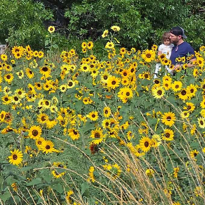 Generations share the experience together, proving that sunflower fields are universally appealing regardless of your age or background.